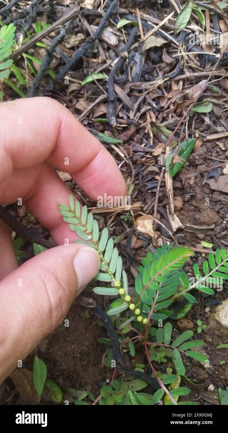 Chamberbitter (Phyllanthus urinaria) Plantae Stock Photo - Alamy