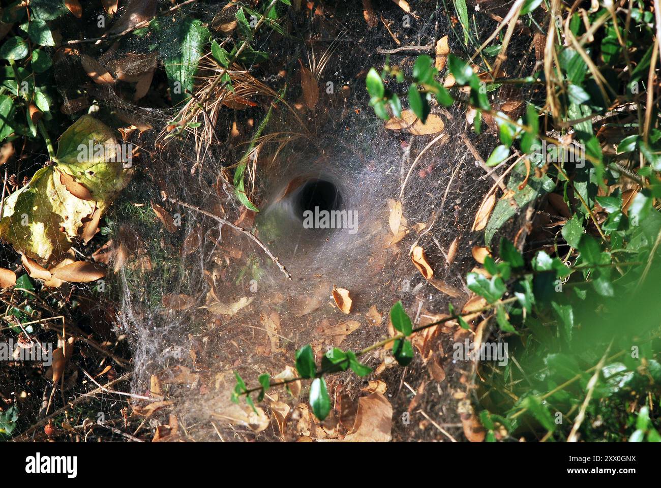 Home of spider. The fabric of home Stock Photo - Alamy