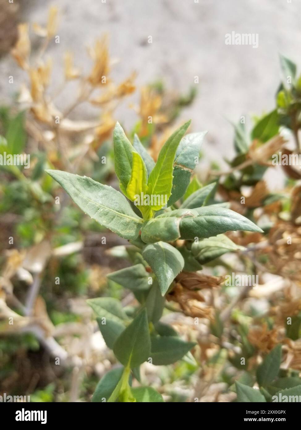 American threefold (Trixis californica) Plantae Stock Photo - Alamy