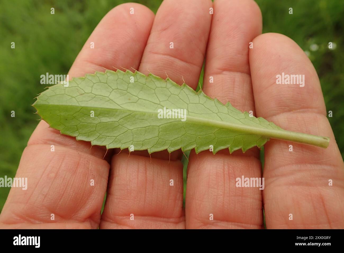 Fivefive Ministar (Alepidea peduncularis) Plantae Stock Photo - Alamy