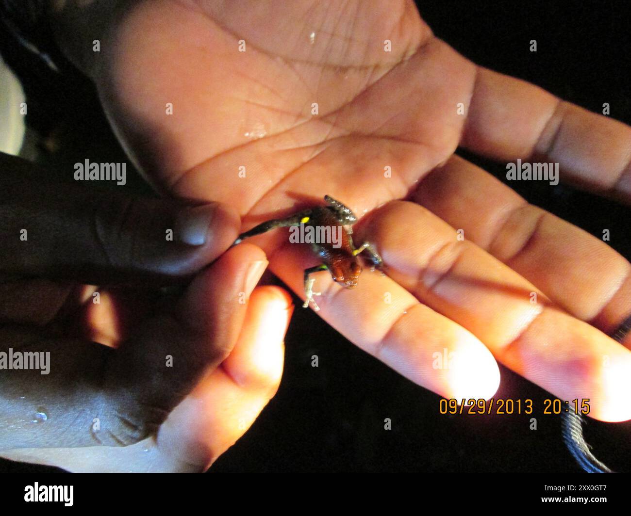 Ecuador Poison Frog (Ameerega bilinguis) Amphibia Stock Photo - Alamy
