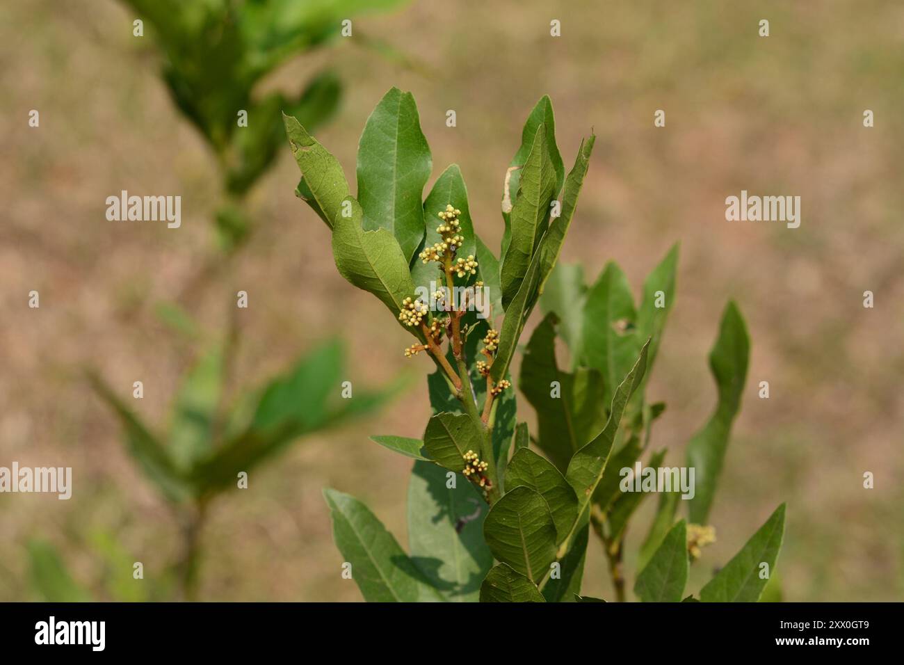 orangeberry (Glycosmis pentaphylla) Plantae Stock Photo - Alamy