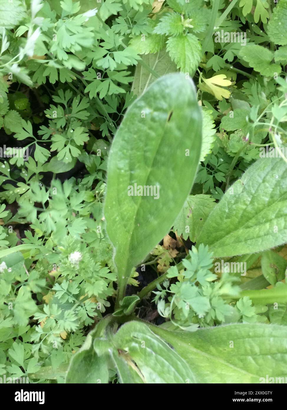 borage family (Boraginaceae) Plantae Stock Photo - Alamy