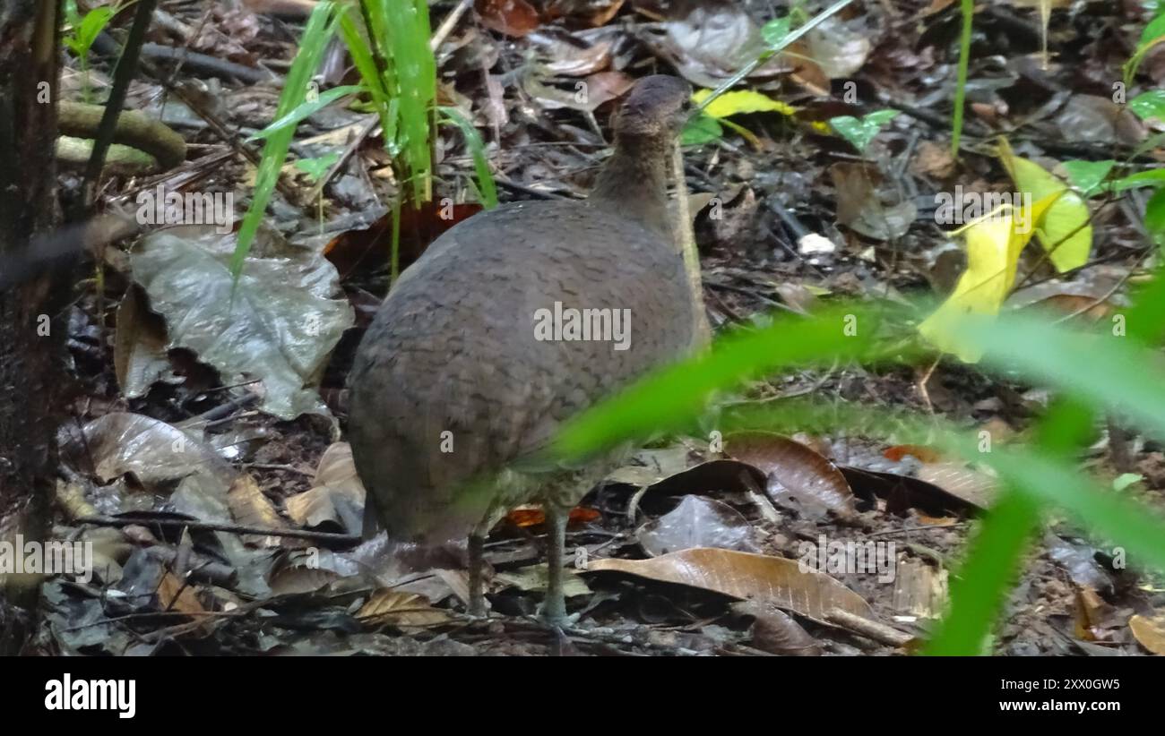 Great Tinamou (Tinamus major) Aves Stock Photo - Alamy