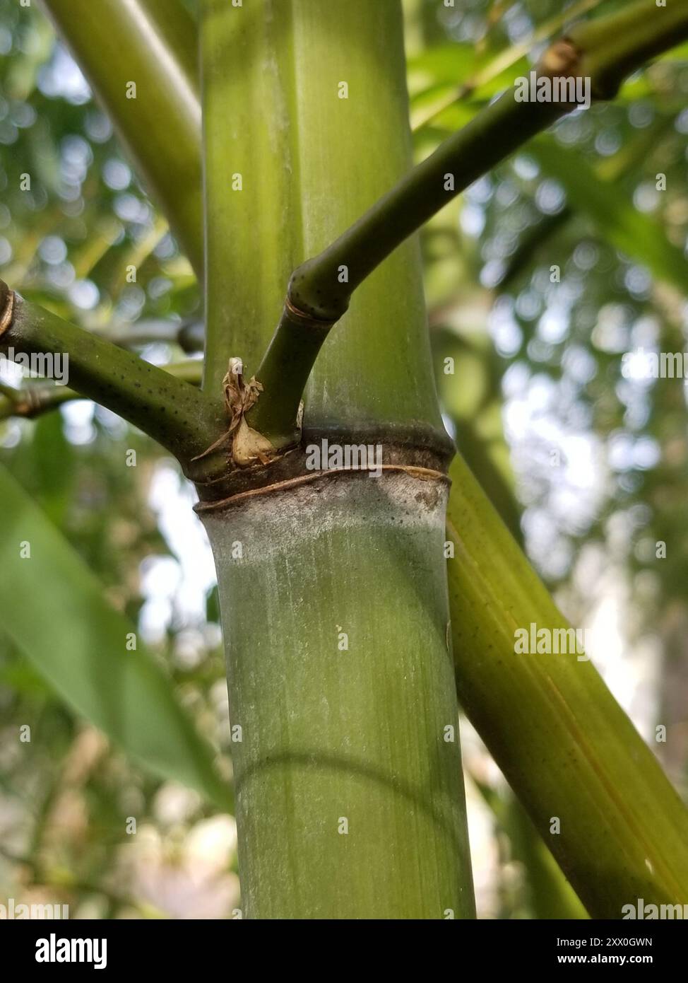 river cane (Arundinaria gigantea) Plantae Stock Photo - Alamy