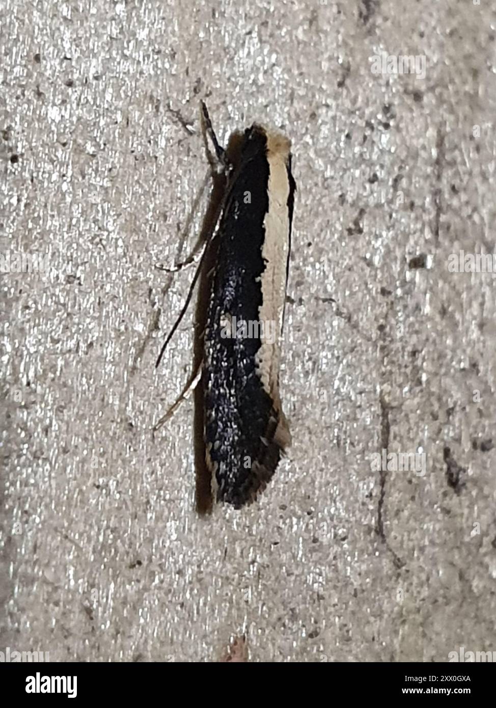 Dead Sheep Moth (Monopis ethelella) Insecta Stock Photo - Alamy