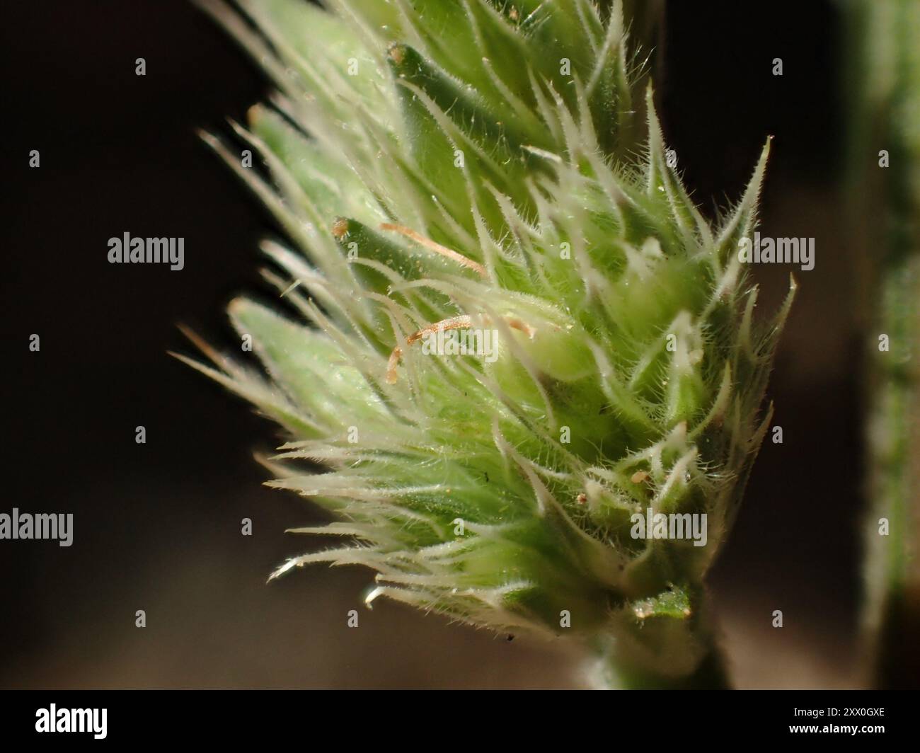 Taiwan Lepidagathis (Lepidagathis formosensis) Plantae Stock Photo - Alamy