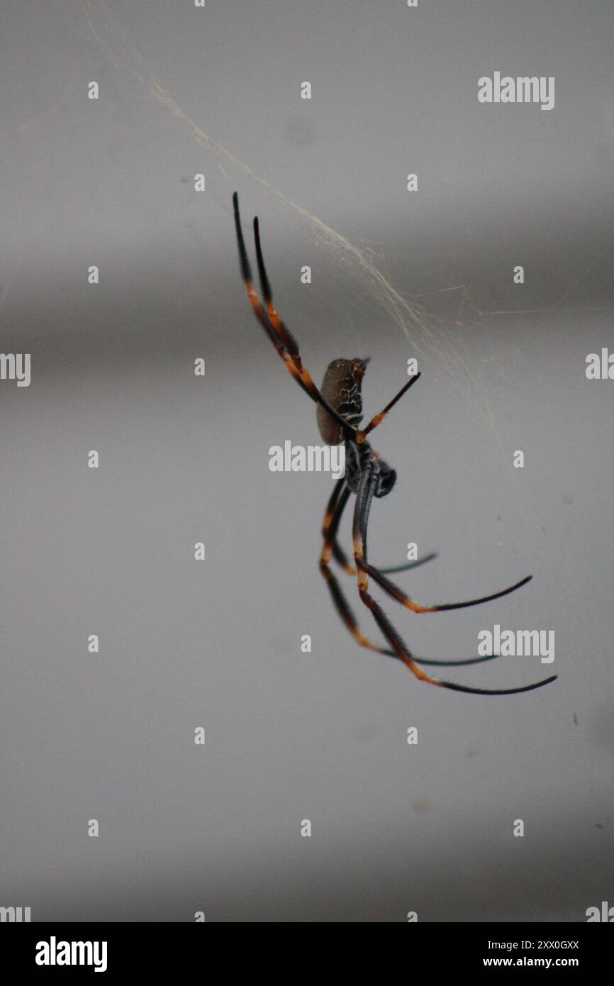 Tiger Spider (Trichonephila plumipes) Arachnida Stock Photo - Alamy