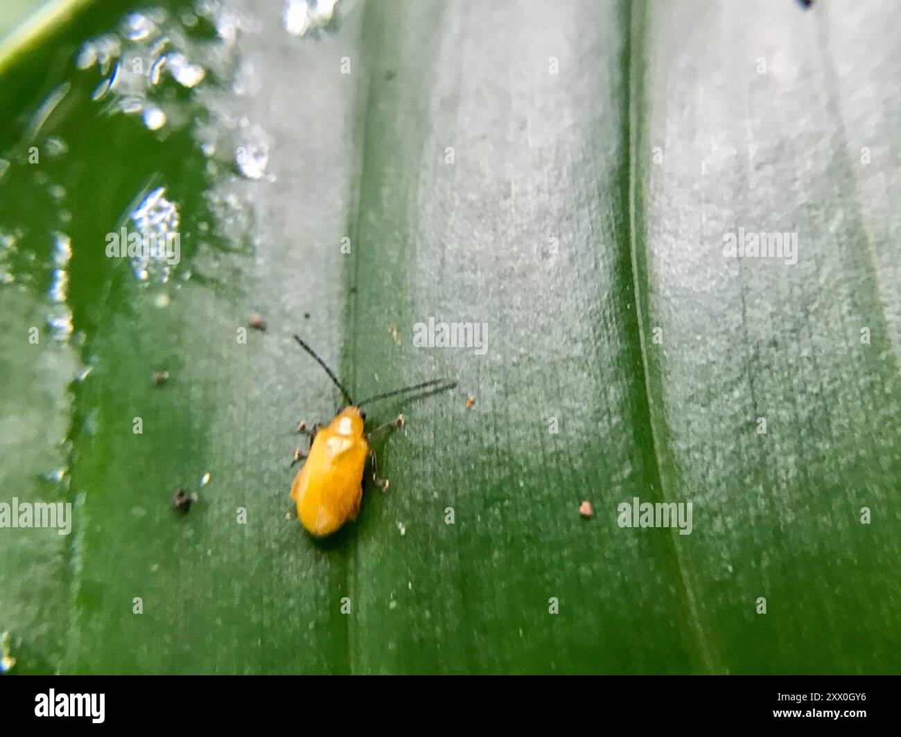 Flea Beetles (Alticini) Insecta Stock Photo - Alamy
