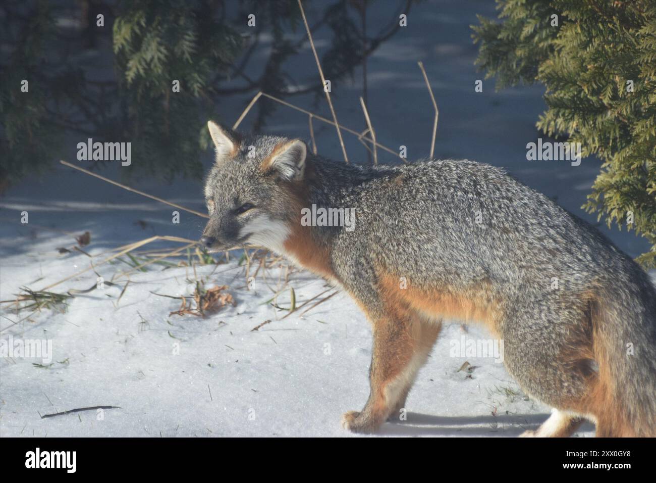 Gray Fox (Urocyon cinereoargenteus) Mammalia Stock Photo - Alamy