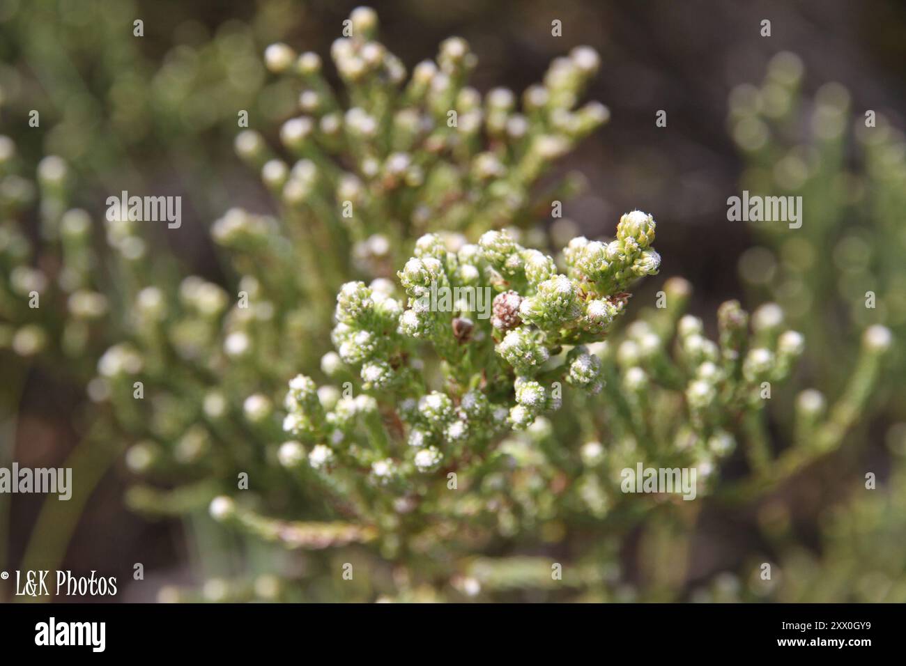 Cone Stompie (Brunia noduliflora) Plantae Stock Photo - Alamy
