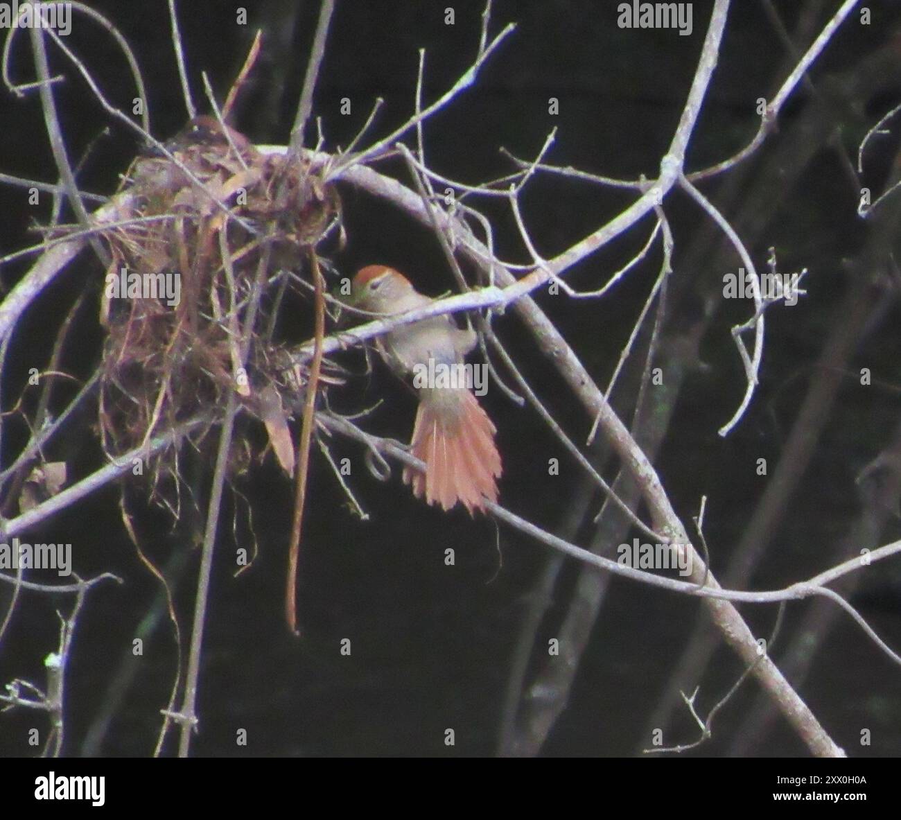 Rusty-backed Spinetail (Cranioleuca vulpina) Aves Stock Photo - Alamy