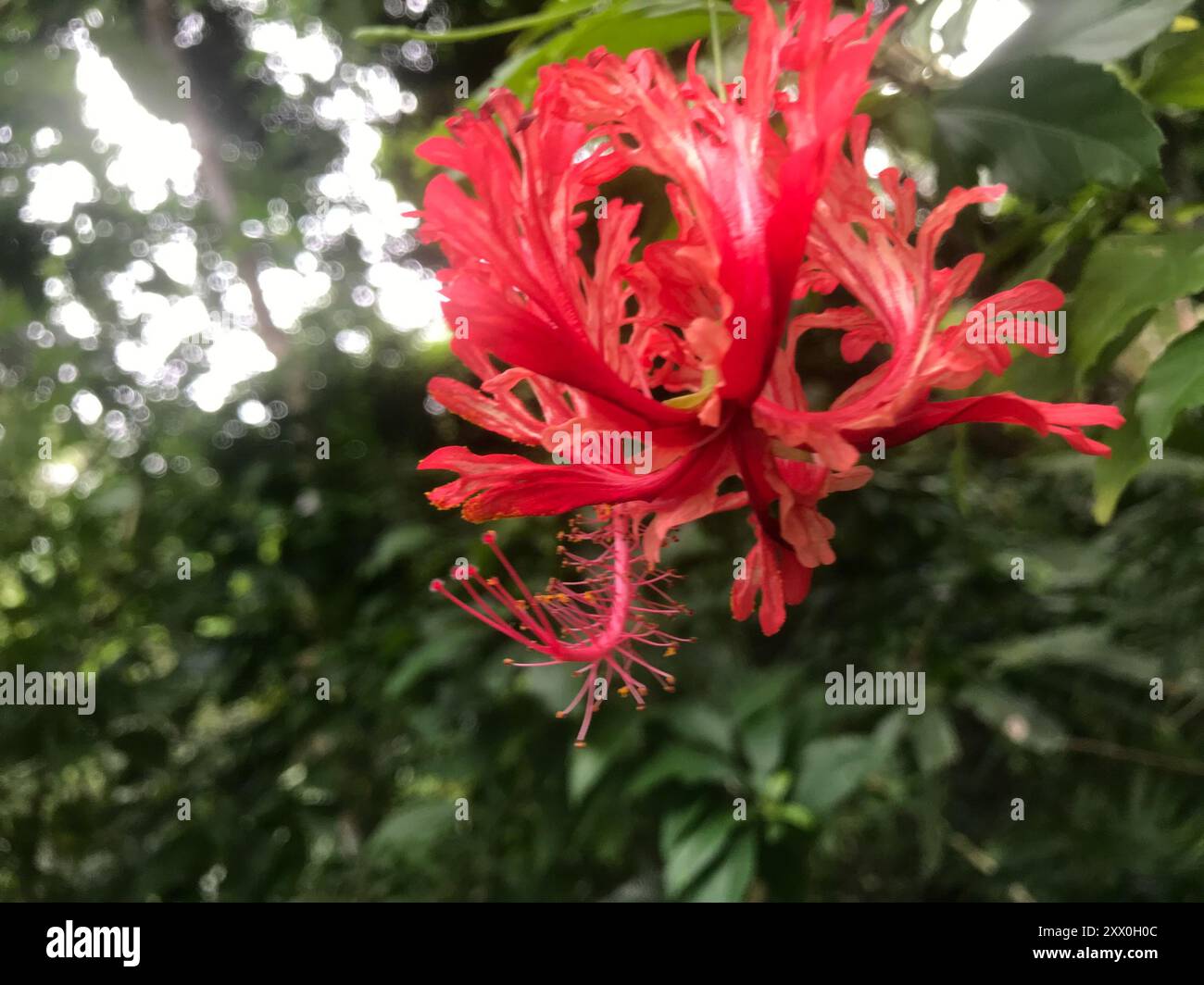 Spider Hibiscus (Hibiscus schizopetalus) Plantae Stock Photo - Alamy