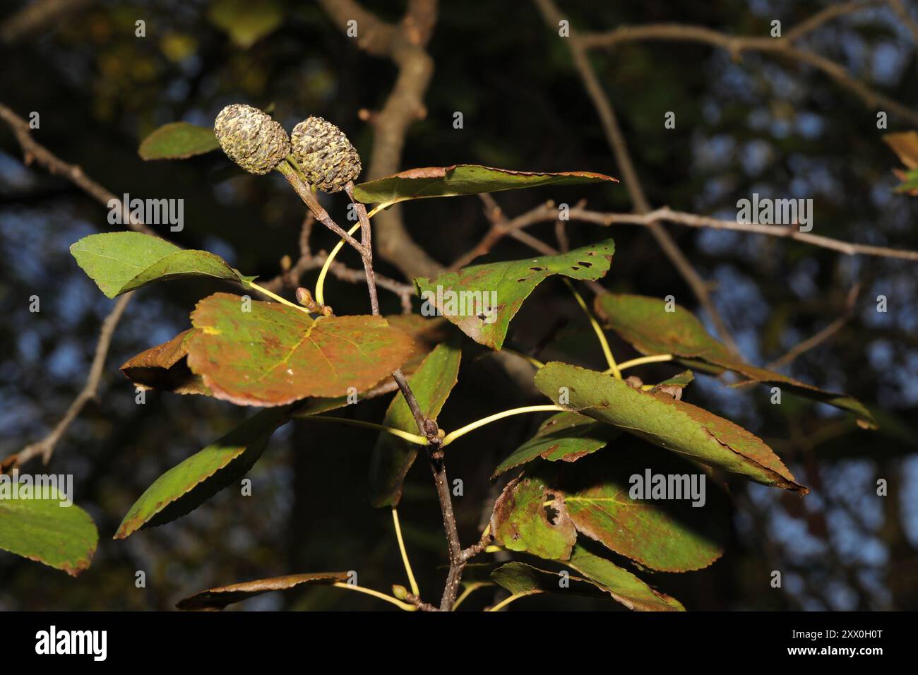 Italian alder (Alnus cordata) Plantae Stock Photo - Alamy