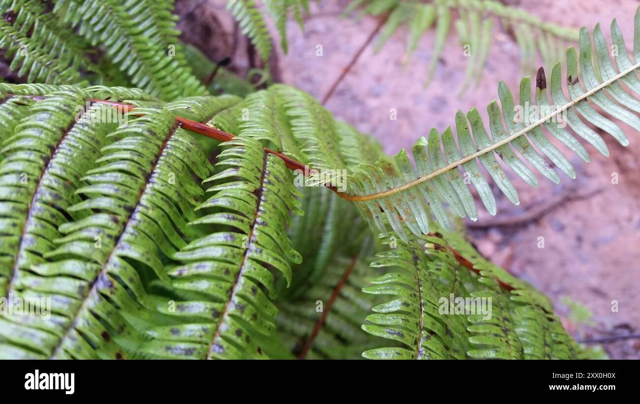 uluhe lau nui (Diplopterygium pinnatum) Plantae Stock Photo - Alamy