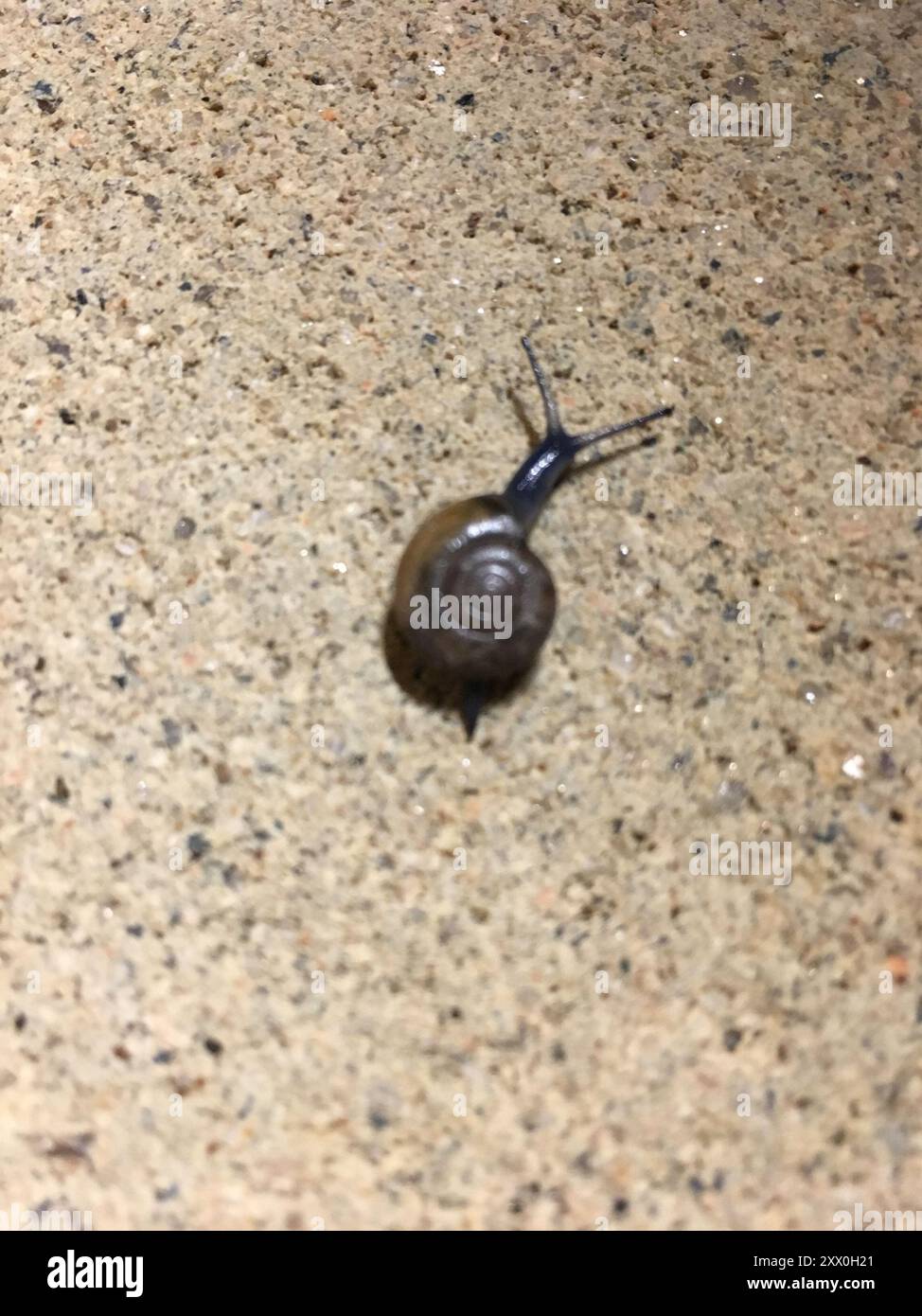 Typical Glass Snails (Oxychilus) Mollusca Stock Photo - Alamy