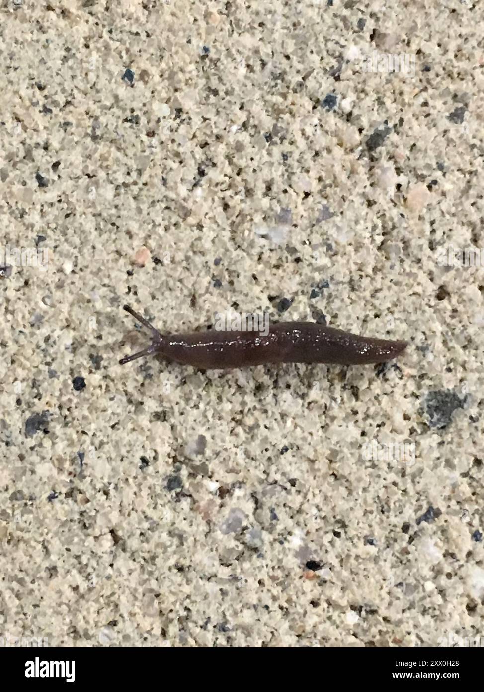 Smooth Land Slugs (Deroceras) Mollusca Stock Photo - Alamy