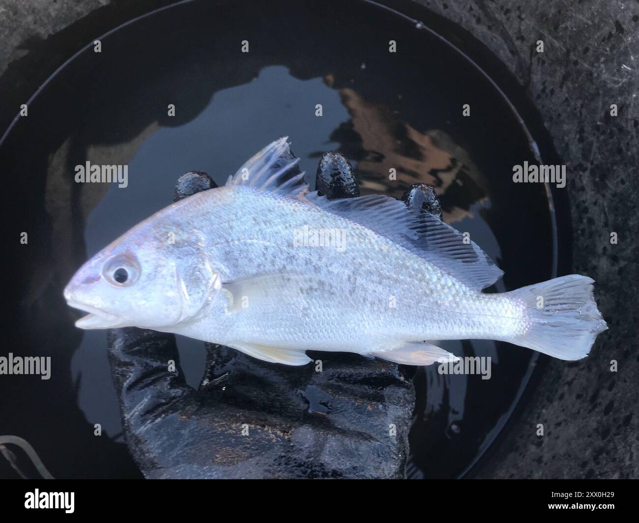 Freshwater Drum (Aplodinotus grunniens) Actinopterygii Stock Photo - Alamy