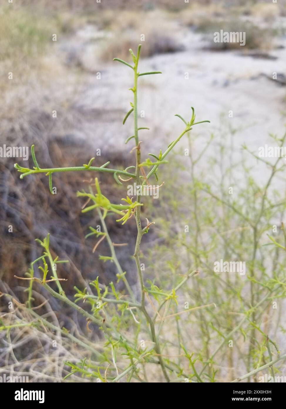 Cheesebush (Ambrosia salsola) Plantae Stock Photo - Alamy