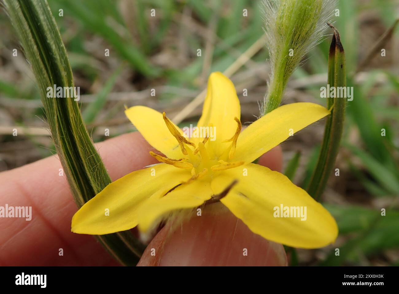 Stargrasses and allies (Hypoxidaceae) Plantae Stock Photo - Alamy