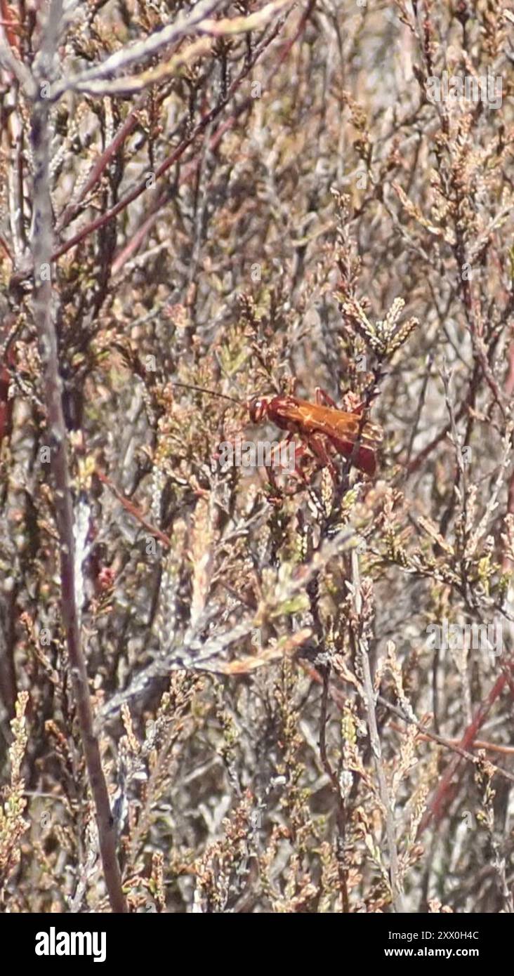 Golden Hunting Wasp (Sphictostethus nitidus) Insecta Stock Photo - Alamy