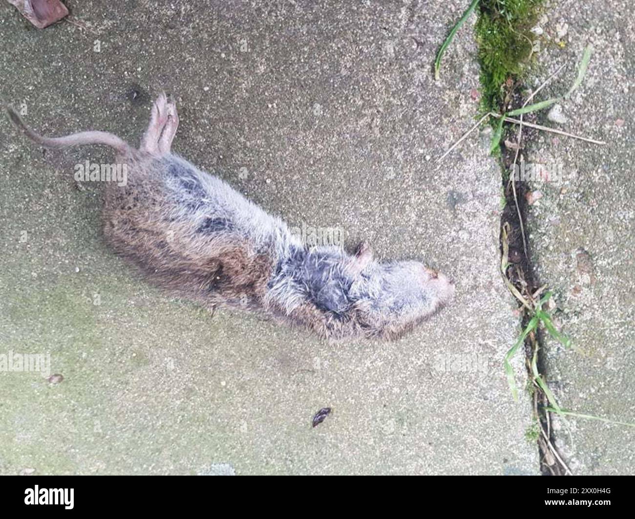 Voles, Lemmings, and Muskrats (Arvicolinae) Mammalia Stock Photo - Alamy