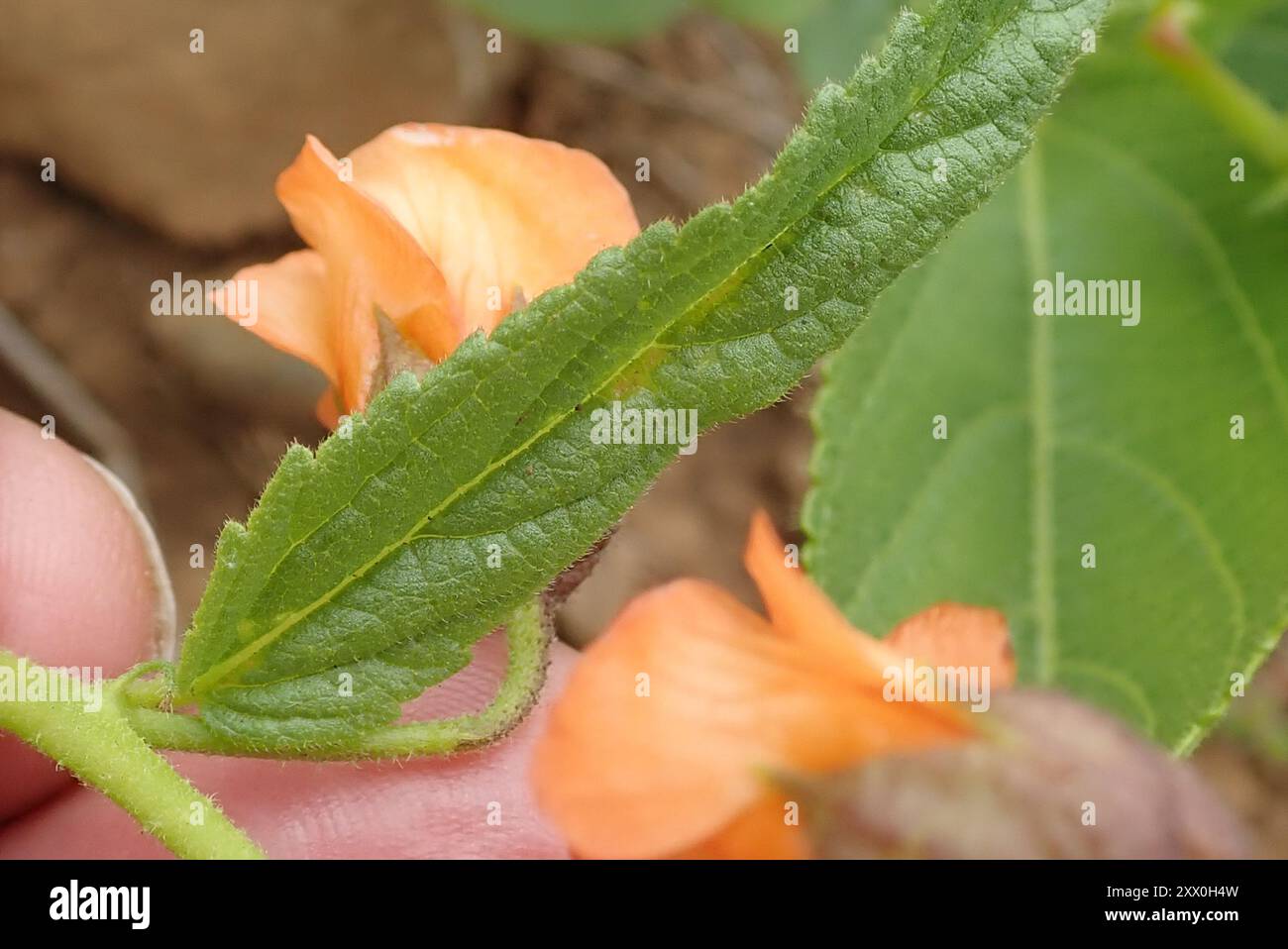 (Hermannia cristata) Plantae Stock Photo - Alamy