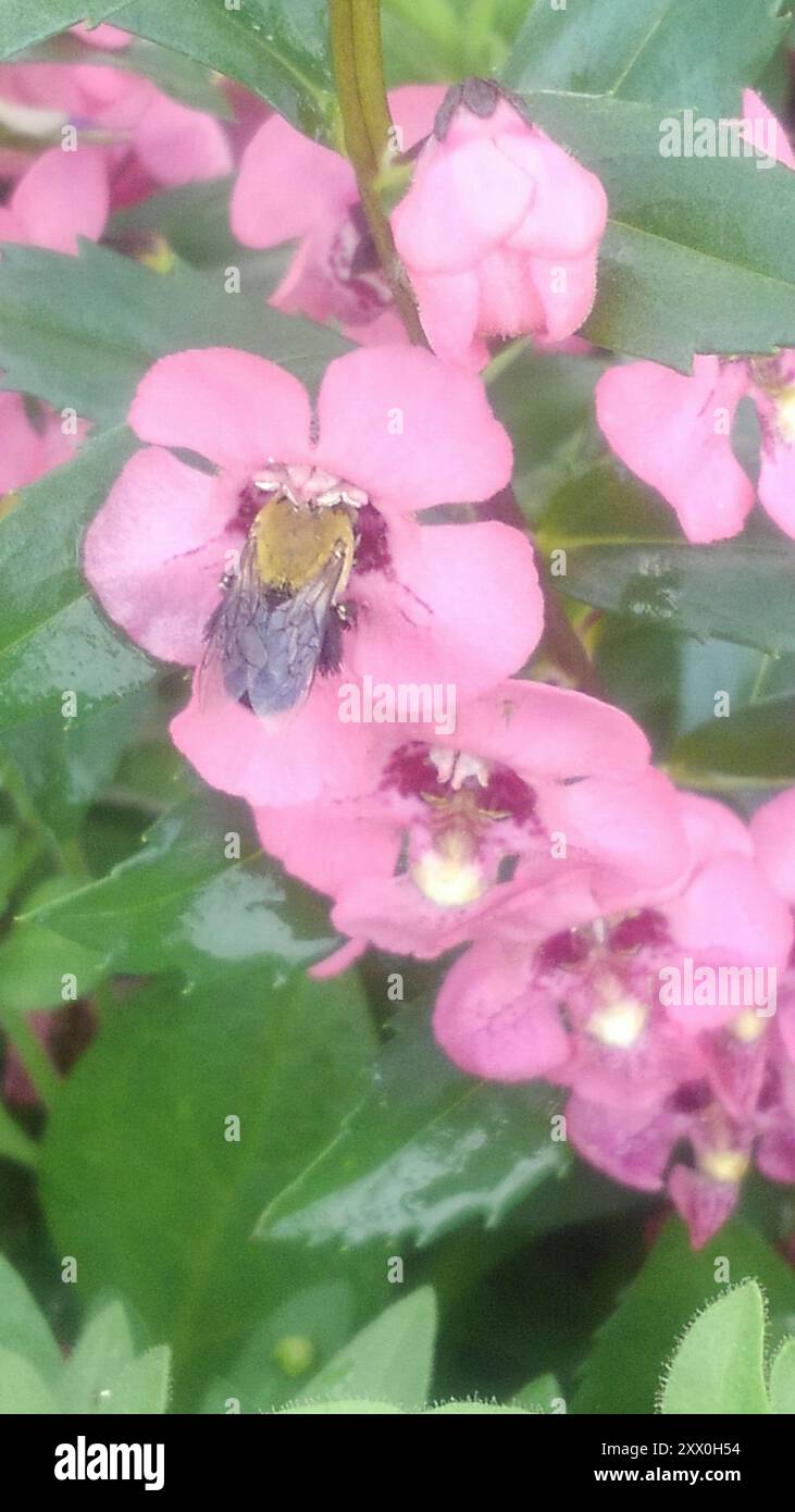 Shining Oil-digger Bee (Centris nitida) Insecta Stock Photo - Alamy