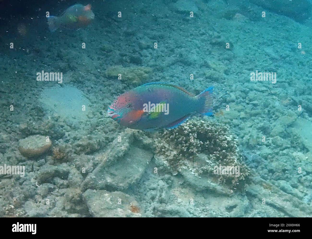 Surf Parrotfish (Scarus rivulatus) Actinopterygii Stock Photo - Alamy