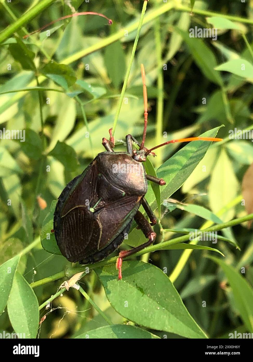 Bronze Orange Bug (Musgraveia sulciventris) Insecta Stock Photo - Alamy
