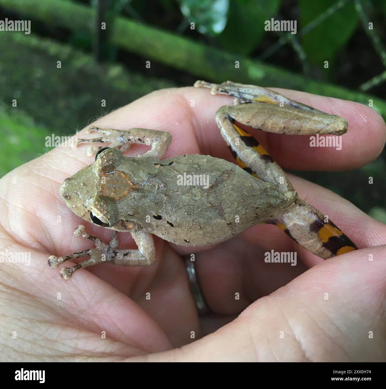 Caracas Snouted Tree Frog (Scinax rostratus) Amphibia Stock Photo - Alamy
