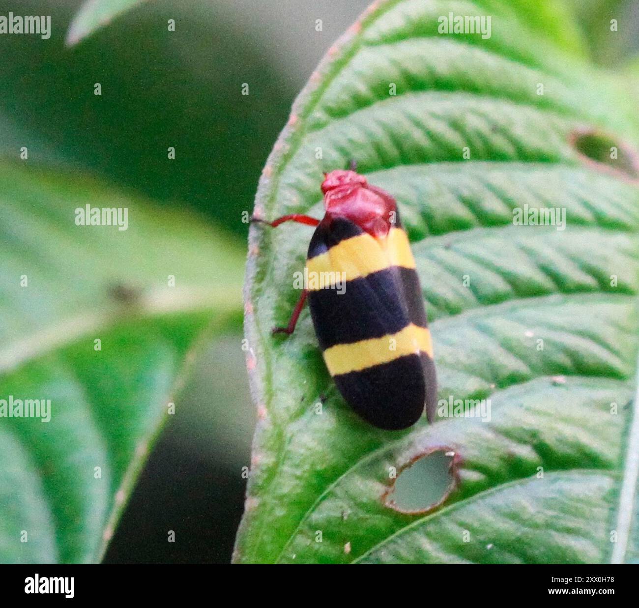 (Sphenorhina rubra) Insecta Stock Photo - Alamy