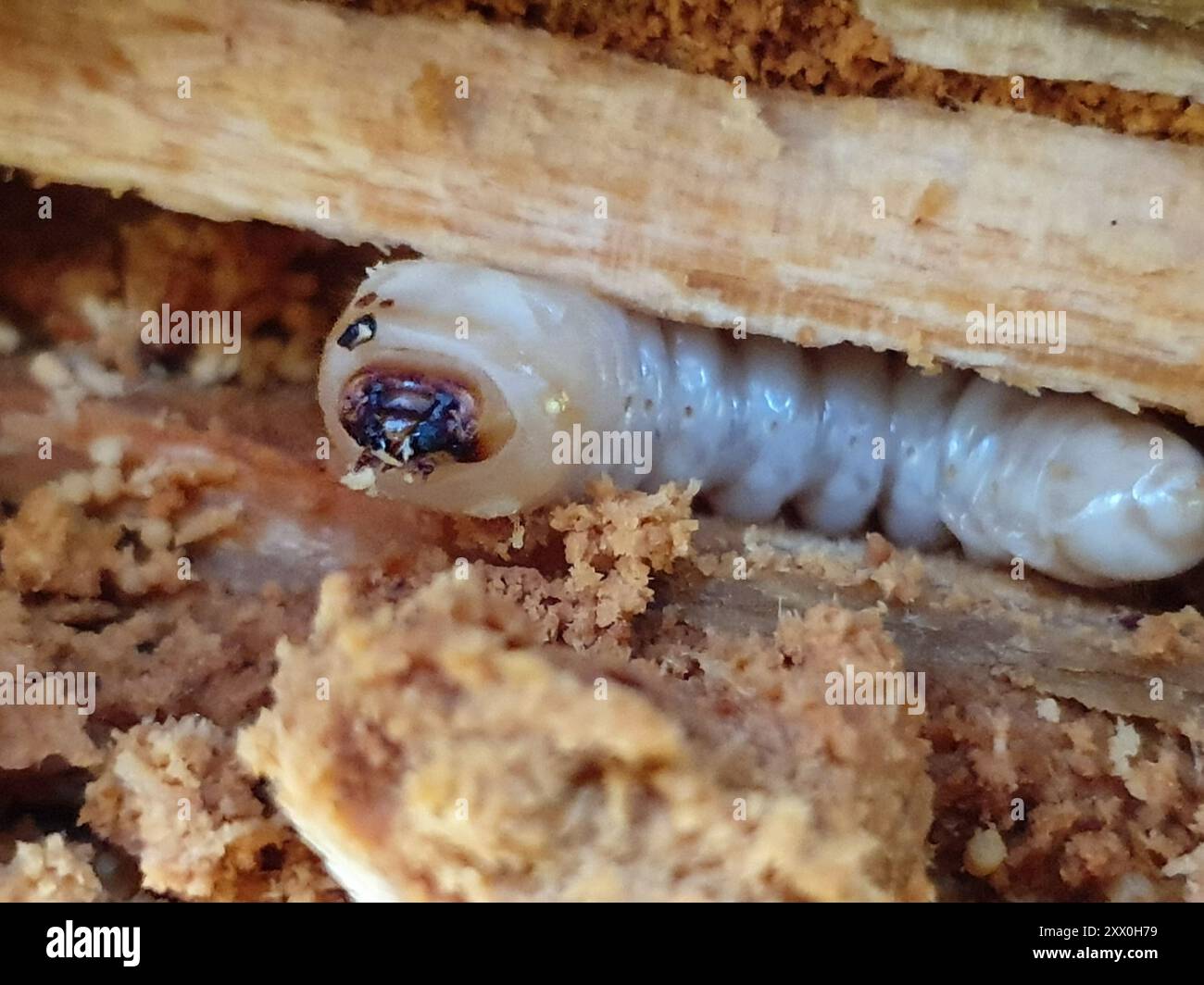 Huhu (Prionoplus reticularis) Insecta Stock Photo - Alamy