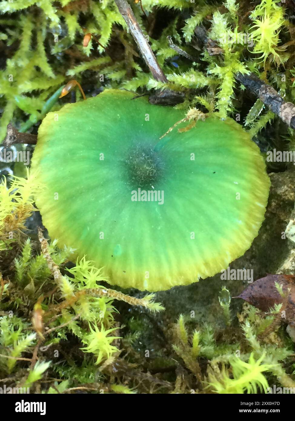 Mouse-pee Pinkgill (Entoloma incanum) Fungi Stock Photo - Alamy