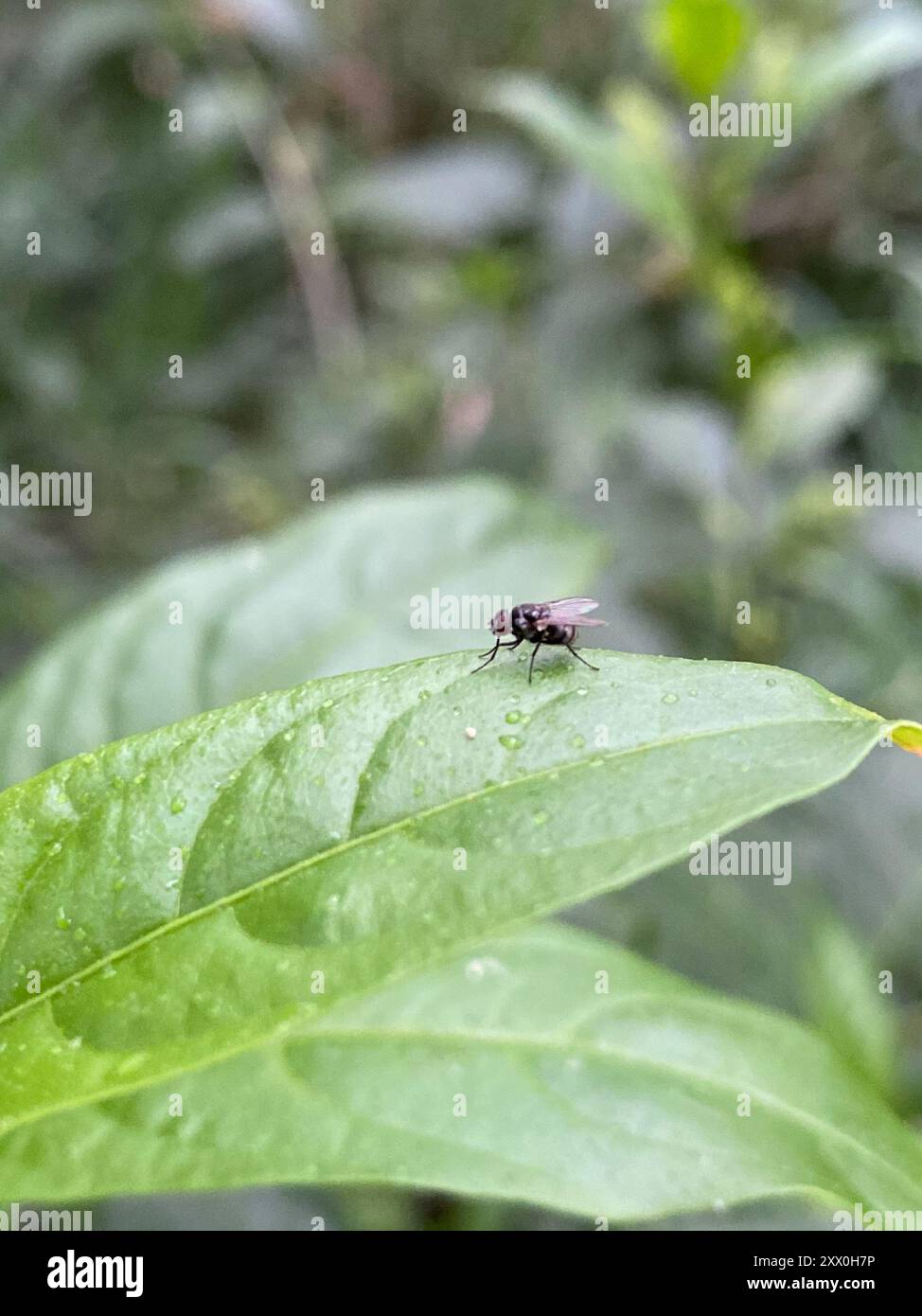 Common House Fly (Musca domestica) Insecta Stock Photo - Alamy