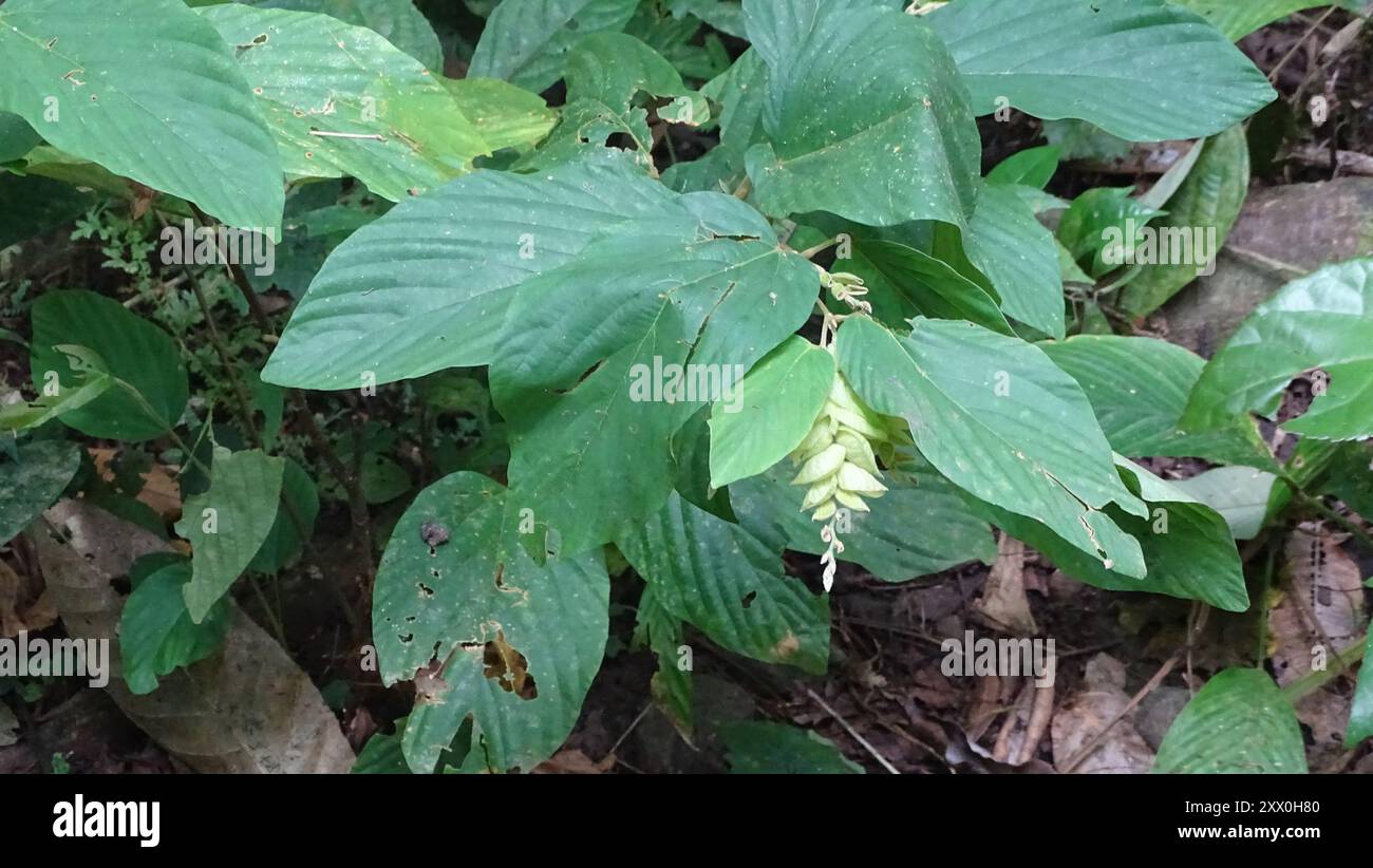 wild hops (Flemingia strobilifera) Plantae Stock Photo - Alamy