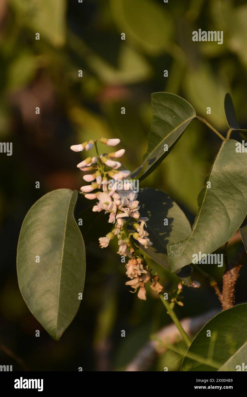 Common Derris (Derris trifoliata) Plantae Stock Photo - Alamy