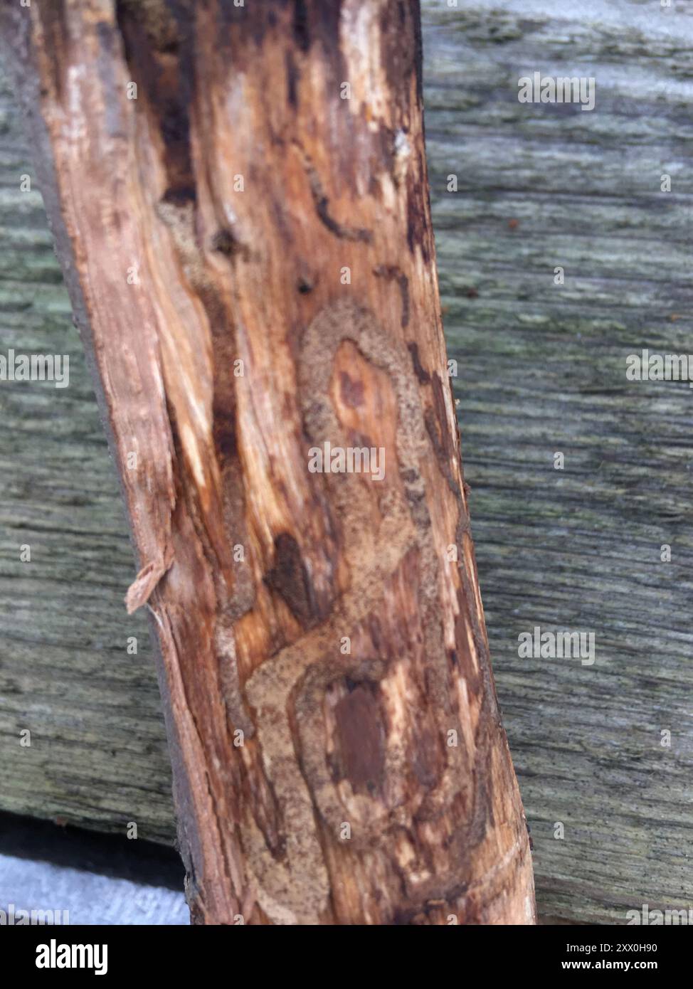 Emerald Ash Borer (Agrilus planipennis) Insecta Stock Photo - Alamy