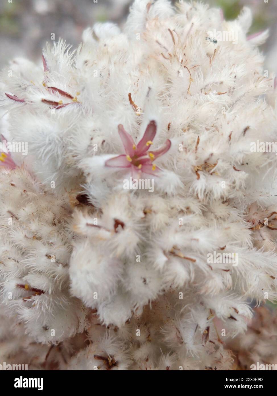 Lambstail (Lanaria lanata) Plantae Stock Photo - Alamy