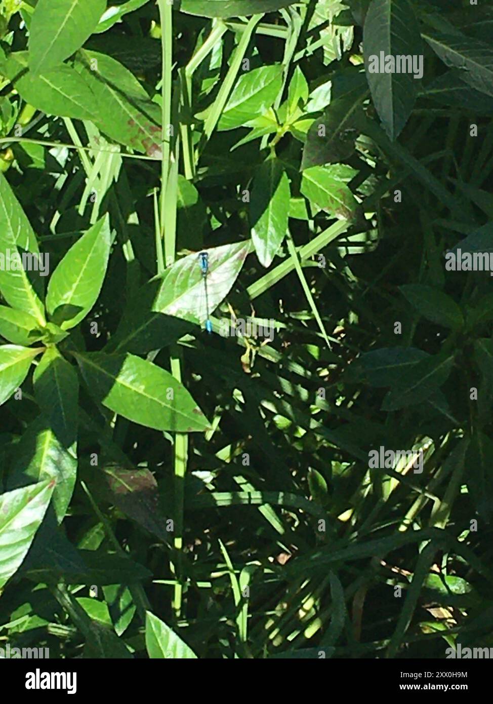 Narrow-winged Damselflies (Coenagrionidae) Insecta Stock Photo - Alamy