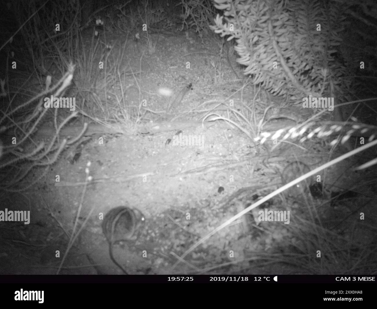 Cape Four-striped Grass Mouse (Rhabdomys pumilio) Mammalia Stock Photo ...