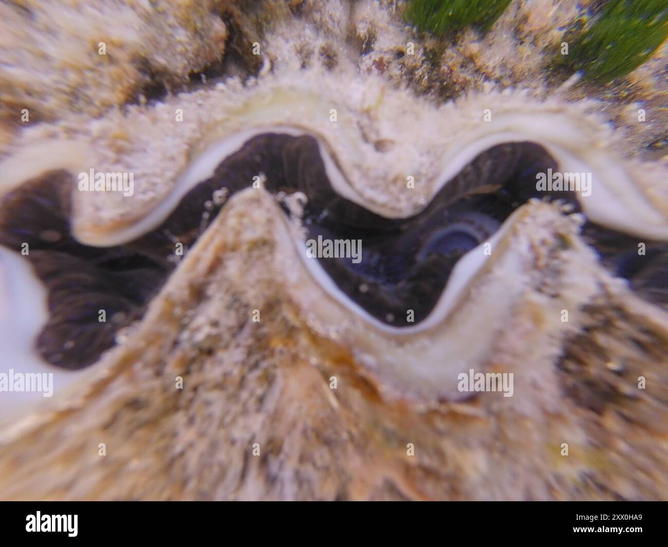 Small Giant Clam (Tridacna maxima) Mollusca Stock Photo - Alamy