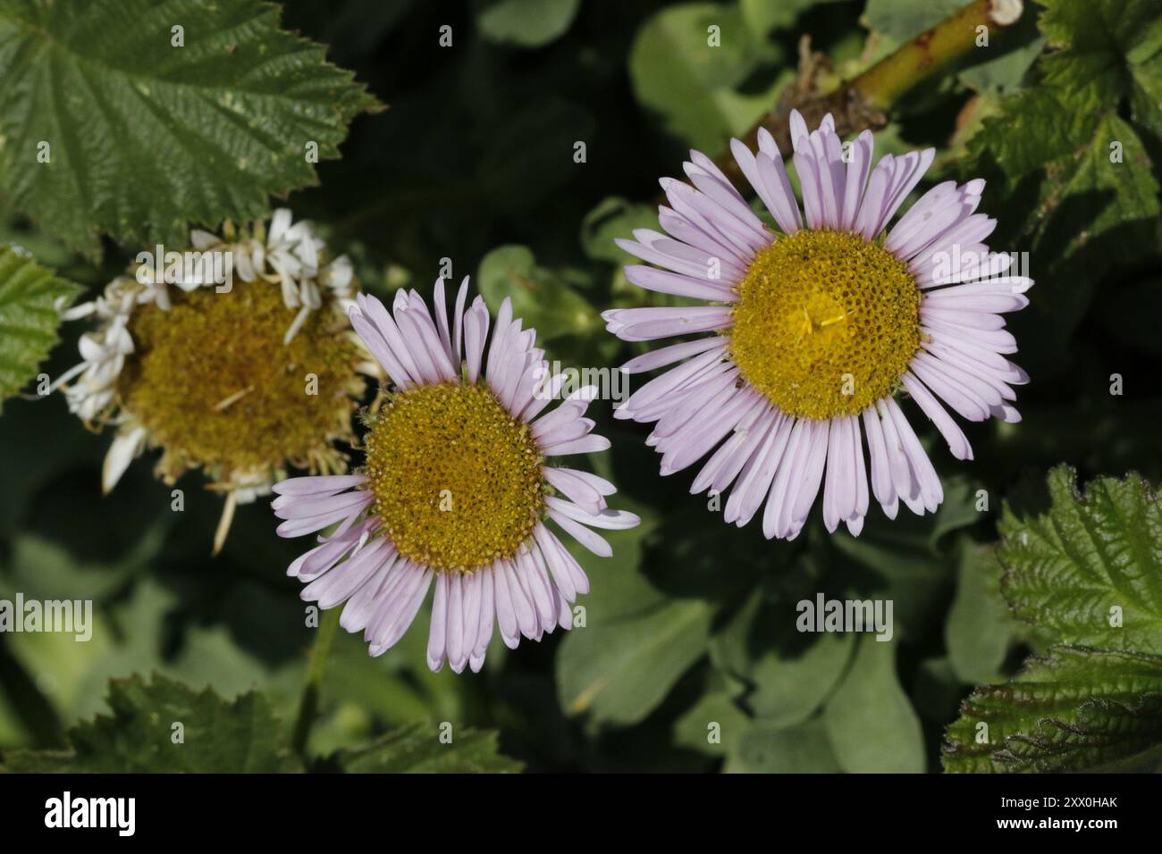 seaside daisy (Erigeron glaucus) Plantae Stock Photo - Alamy