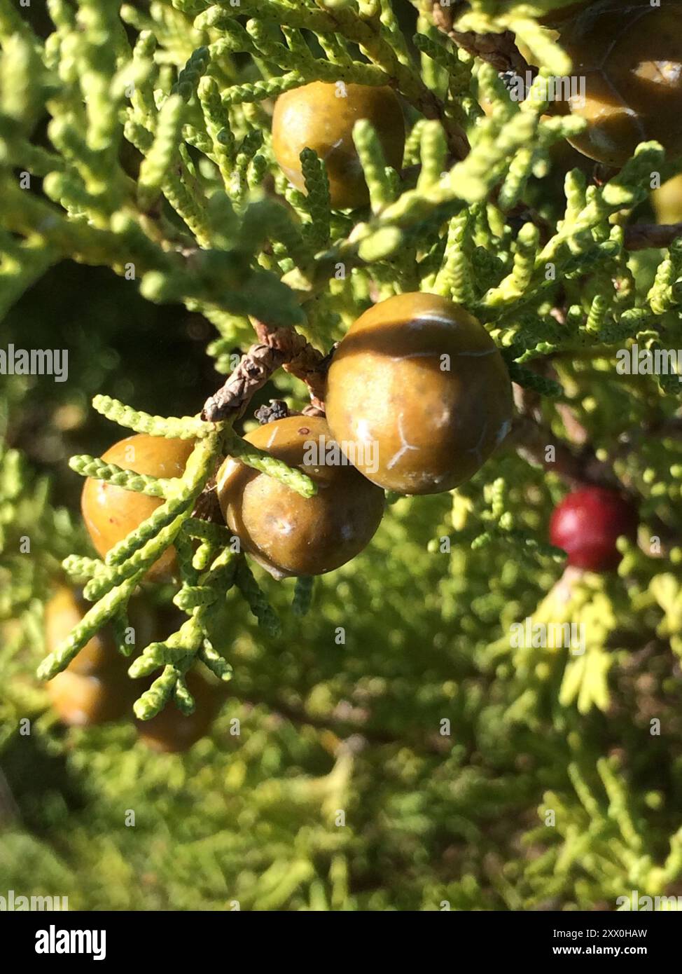 Mediterranean juniper (Juniperus turbinata) Plantae Stock Photo - Alamy