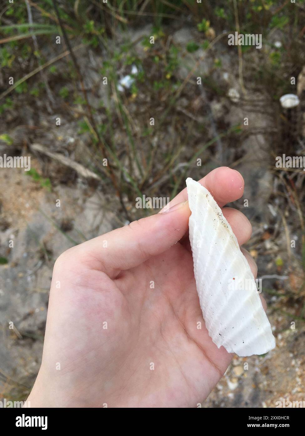 Angelwing (Cyrtopleura costata) Mollusca Stock Photo - Alamy