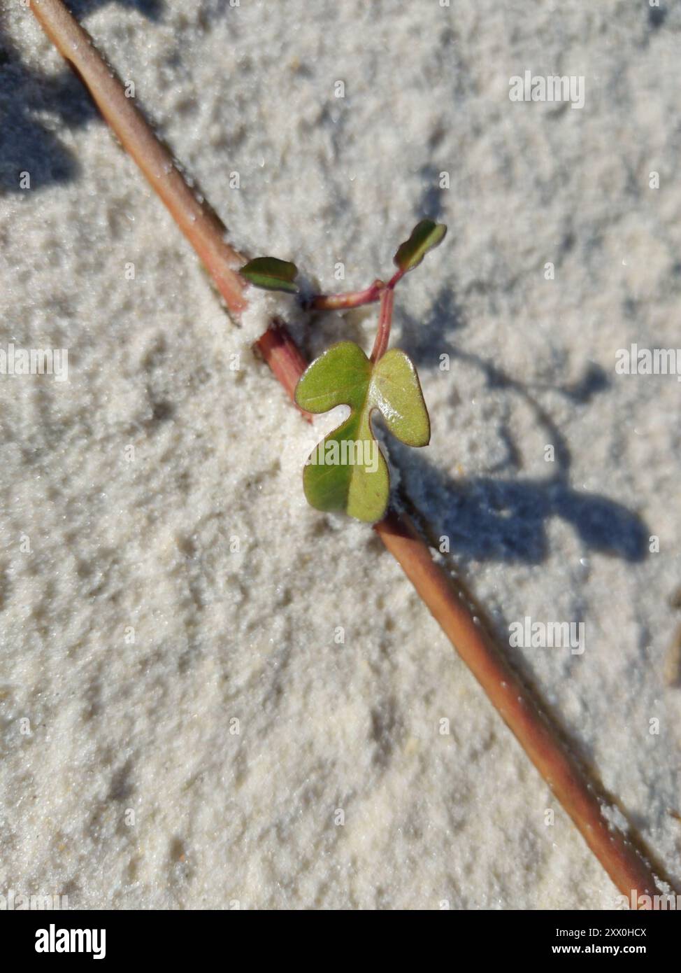beach morning-glory (Ipomoea imperati) Plantae Stock Photo - Alamy
