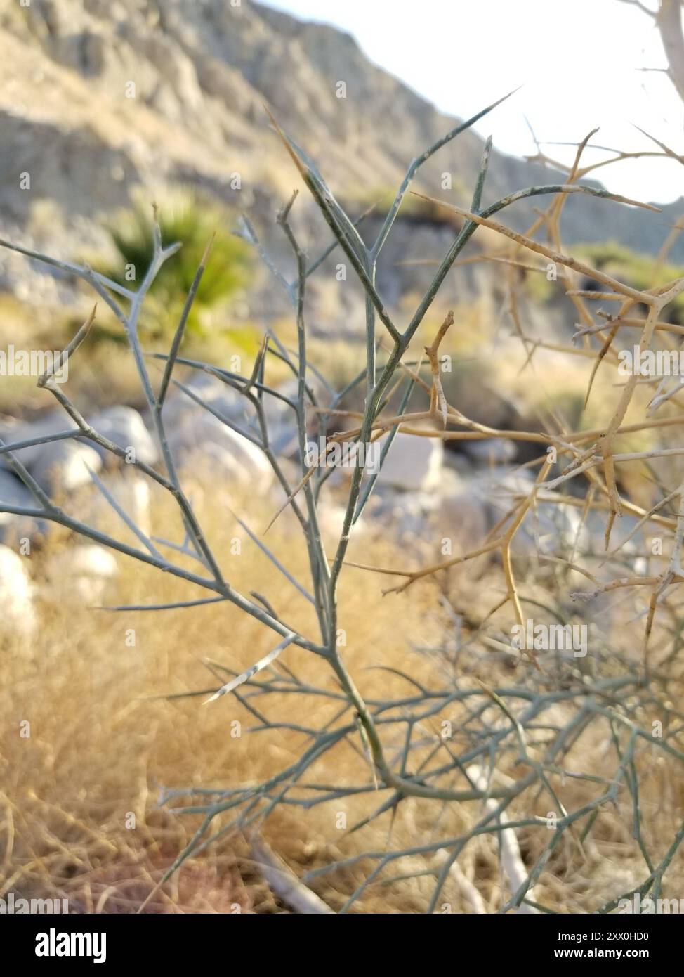 Smoke Tree (Psorothamnus spinosus) Plantae Stock Photo - Alamy