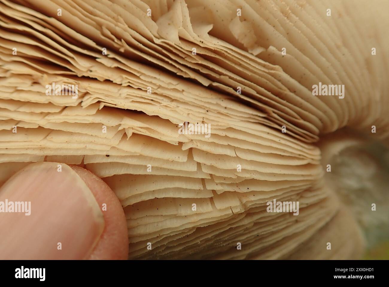 Beefsteak Termite Mushroom (Termitomyces umkowaan) Fungi Stock Photo ...