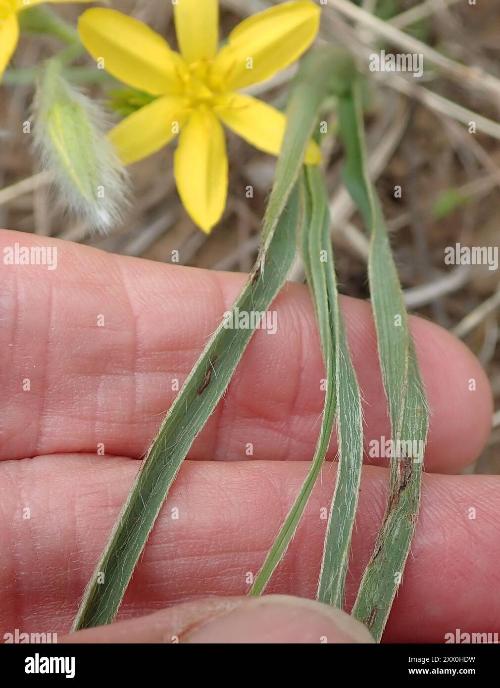Stargrasses and allies (Hypoxidaceae) Plantae Stock Photo - Alamy