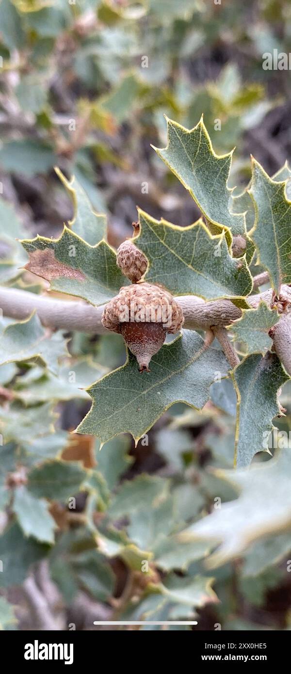 Sonoran scrub oak (Quercus turbinella) Plantae Stock Photo - Alamy